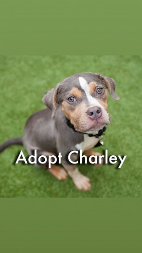 Status: Available for adoption! To help Charley with this injustice, help him find a furever family so he will never get his treats stolen again. Find Charley on nycacc.app by searching for his name or ID: 169107 He is also a part of our “Barkquet of Flowers” promotion. All dogs over 40 lbs have a $5 adoption fee every Wednesday in May! #nycacc #boroughbred #shelterdogs #rescuedogs #adoptabledogs | Animal Care Centers of NYC (ACC)