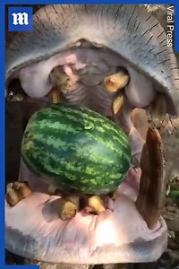 This real-life Hungry Hippo can devour a watermelon in just ONE bite! 🍉 🦛 via ViralPress | Daily Mail Video