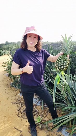 Discover the Largest Pineapple Plantation in Rompine, Malaysia