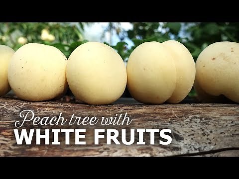 Peach tree with beautiful white fruits - Ice peach