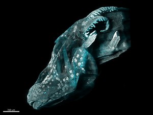 For today's #MicroscopyMonday, we're taking a look at a cleared juvenile axolotl labeled for DAPI (a blue, fluorescent stain that attaches to DNA) and Sox9 (a transcription factor). This sample was imaged by MBL Research Scientist Rylie Walsh using the MBL's home-built, stage-scanning line confocal microscope. 🔬 The stage-scanning line confocal is a novel instrument that is able to capture large fields of view at high resolution much faster than conventional, point-scanning confocal systems. It