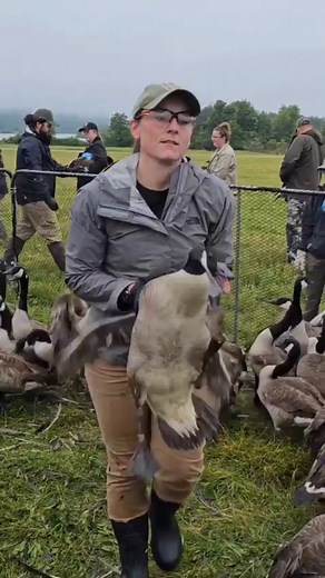 41K views · 13K reactions | How do you catch more than 450 geese at...