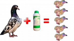 Calcium Supplement for Pigeons during Breeding Youtube Channel Link : https://www.youtube.com/c/ChSakhiMuhammadBhatti | Ch Sakhi Muhammad Bhatti