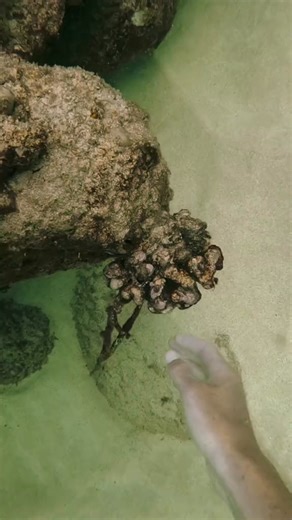 Dont trash the ocean #hawaii #diving #underwater #models #ocean #diver | CEO Of The Ocean