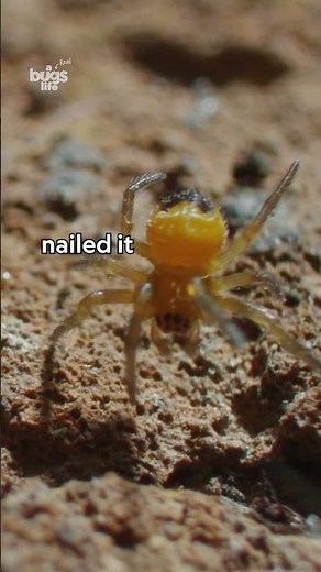 Okay, but why are spiders kind of cute? 🕷️ #ARealBugsLife #NatGeoAnimals