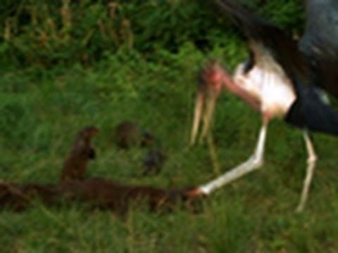 Stork vs. Mongoose | National Geographic