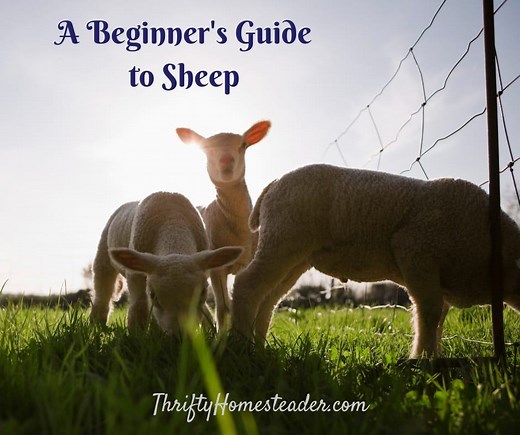Sheep Guide for Beginners - The Thrifty Homesteader