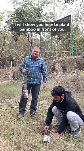 Things to keep in mind while planting bamboo. #bamboo #bambooplant #forestry #plantingtrees #evergreenplants #givemetreestrust #peepalbaba #peepalbabasays | Peepal Baba