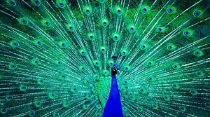 Who Wears Colour - Introverts or Extraverts?