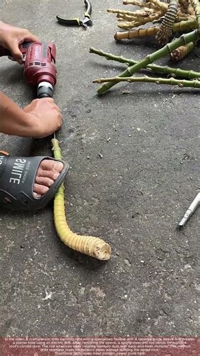 Bamboo Root Drilling : Tapered Guides & Flexible Rods