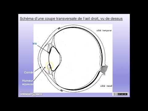 SVT - Terminale Enseignement scientifique - Structure de l'oeil