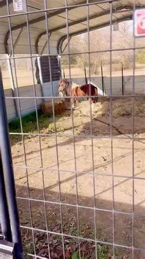 Tiffany Curry on Instagram: "Rancher back 😂😂😂😂 jolly said he need another name"