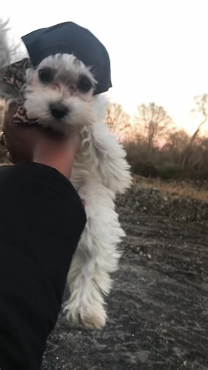 #funny #dogs #cuteness