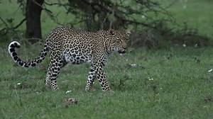 clip-1099881099-leopard-panthera-pardus-walking-open-grass-field