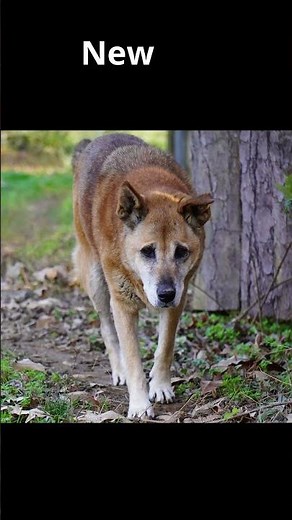 These Are the Rarest Dogs on Earth…