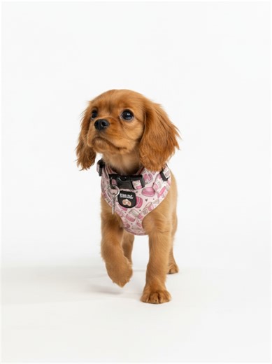 Best XXS Harness for Cavapoo Puppies