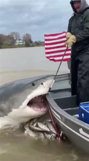 Giant Shark Explodes From a USA River and Steals the Entire Net! 😱🇺🇸