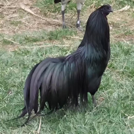 🖤 Le coq Sumatra : un guerrier élégant de Sumatra ! 🖤Originaire de l'île de Sumatra en Indonésie, ce coq