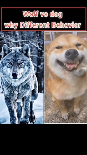 Dogs and Wolves: Same Species, Different Lives || Today Animal Dairy || #wildanimals