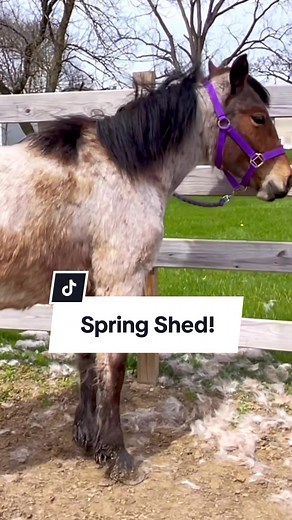 Who else loves the spring shed? It’s so satisfying to see!!! #foalsoftiktok
