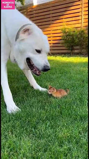 153K views · 914 reactions | Gato corajoso protege gatinho! Gato corajoso protege gatinho! Generated using Kling AI . . . (Apenas para fins de entretenimento. Consulte profissionais se forem apresentadas orientações sobre atividades. Nenhuma afiliação a marcas está implícita se alguma for mostrada. Se inspirado em fatos reais, podem ser incluídas adaptações criativas. O conteúdo pode incluir imagens públicas.) | Fabiosa Diariamente | Facebook