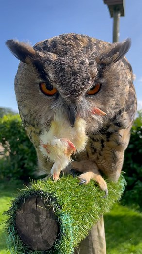 2K views · 7.3K reactions | Codey is in no mood today to be sharing...