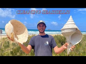 HOW TO CLEAN BIG SEASHELLS! Cleaning up my recent HUGE shell finds with bleach! Old shells into new!