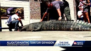 Alligator Hunting Licences