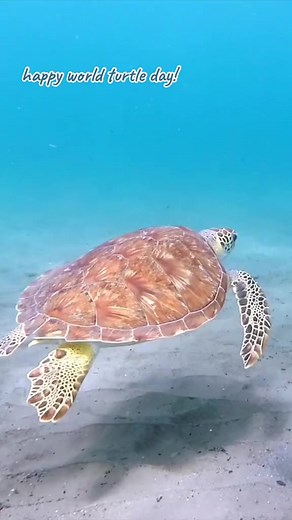 Happy World Turtle Day! 🐢 #WorldTurtleDay #TurtleTuesday | Turtle Island Restoration Network