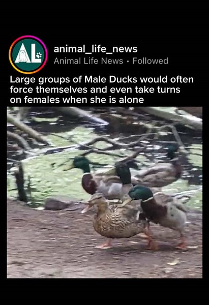 Understanding Aggressive Mating Behavior in Ducks