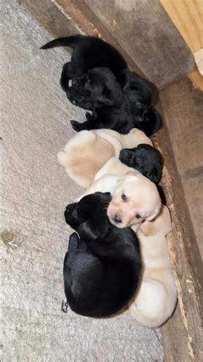 These yellow and black Labs are going home soon #puppylove #labradors #adorable