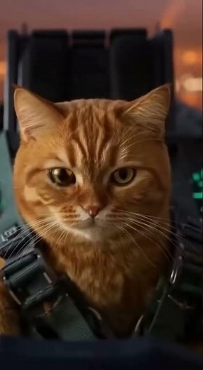 Kitty pilots a fighter jet! #kitty #funny #pilot #fire #fly