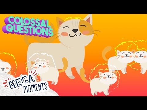 7 Funny Facts about CATS! 🐈‍⬛ 🐱 | Colossal Questions 🧠 | Mega Moments