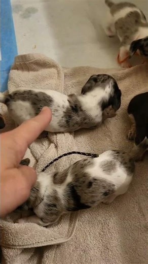 Playful Pups 🐶 Croft Kennels
