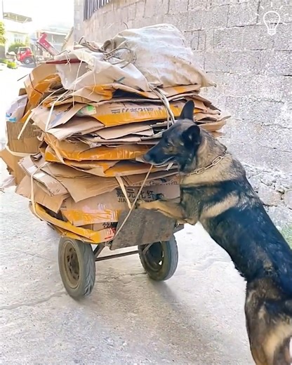 Words are better than deeds. Instructor Ye is very dedicated in training dogs | Lilyon DIY