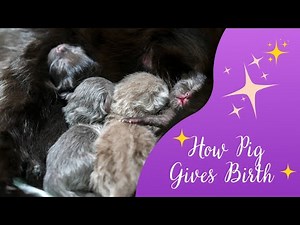 From Labor to Life || A Pig's Birth Story || How pig give birth to Piglet