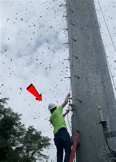 Insect Antics: Not Just For The Garden!🦗🤪 | Jokes On U