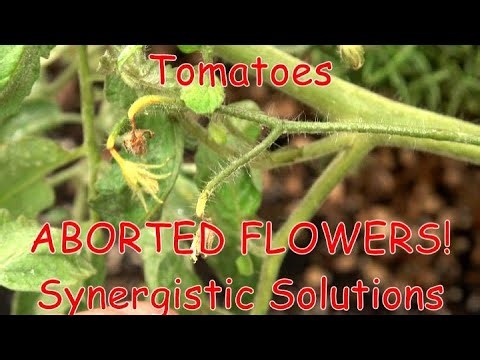 Tomatoes: Aborted Flowers * Diagnosis And Solve Using Fieldlark AI As A Guide*