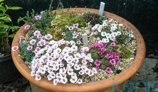 How to create the perfect alpine container