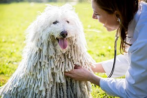 Operations - Rarebreed Veterinary Partners