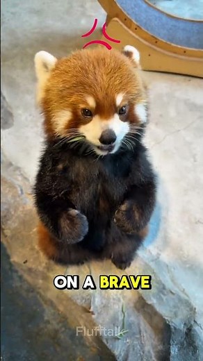 Red pandas look cute… but this tiny animal has a secret defense 🧸😳