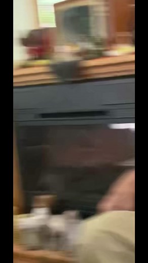 These two are always going at it. 😂 I tried to edit some of me panning back & forth out. Not sure how I like it. #fyp #grandparentsoftiktok #funny #love