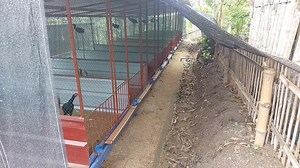 266K views · 2.6K reactions | The Pervez Native Chicken Farm in Mina, Iloilo, is a well-maintained farm owned and managed by Sir Jun Jun Pervez. Currently, 256 breeder stocks are reaching maturity and have begun producing eggs for hatching. | Philippine Native Chicken | Facebook