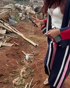 6.1K views · 52 reactions | 246 cows and counting . Obi Cubana’s Mum’s burial is the talk of the country | Port Harcourt Blog | Facebook