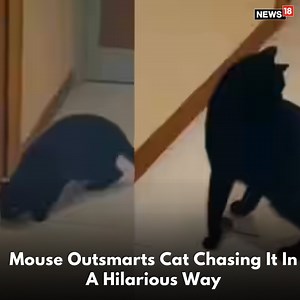 6.4K views · 45 reactions | Mouse’s unusual way of saving itself from a cat chasing it is making the internet go LOL! #cat #mouse #chase #tomandjerry #funnyvideos #animals #animalvideo | News18 | Facebook