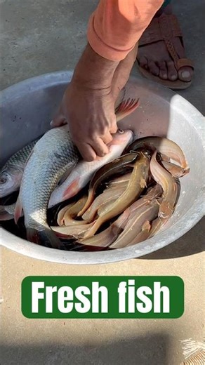 Fresh fish, fish cooking video. Village cooking.