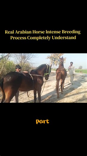 Understanding the Intense Breeding Process of Arabian Horses