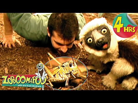 4 Hours of Zoboomafoo! | Bzzz | Full Episodes for Kids