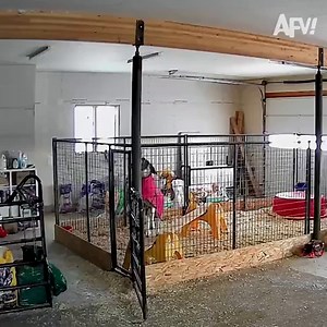 5.5M views · 580 reactions | Animals caught on security cameras  | AFV Classics | Facebook