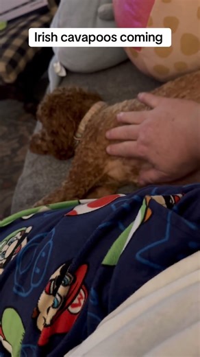 We expect some gorgeous red Irish cavapoos in a few days. #cavapoo #puppy #irishdoodle #fyp